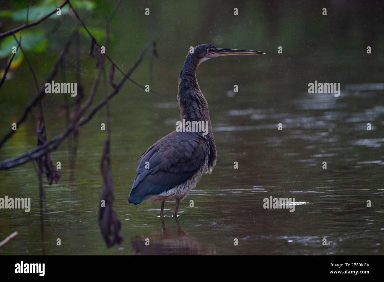 Juvenile Agami Heron, Agamia agami, Ardeidae, Caño Negro National ...