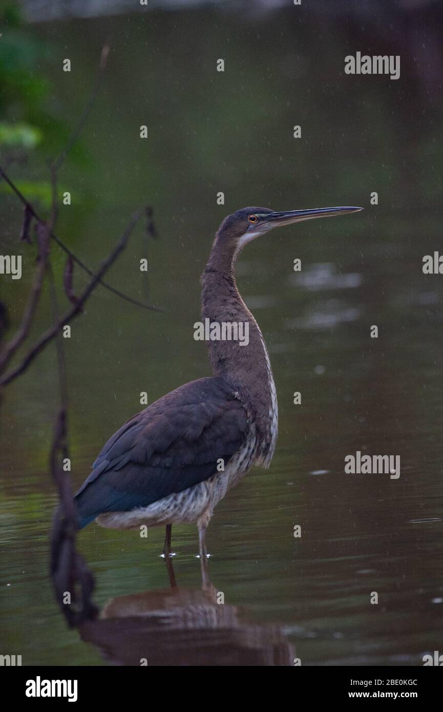 Agami heron hi-res stock photography and images - Alamy