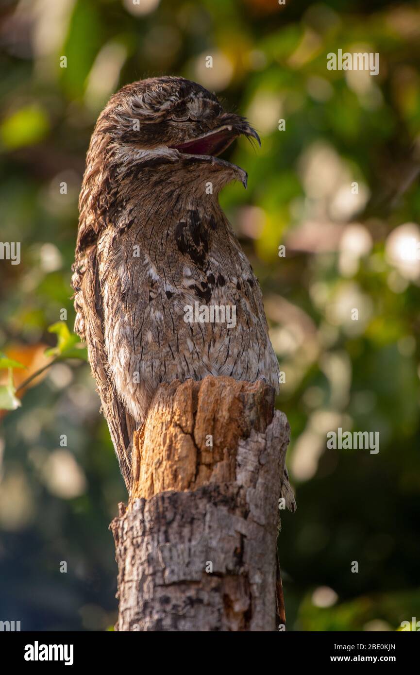 Common Potoo, Nictybius griseus, Nictybiidae, Sierpe River, Costa Rica ...