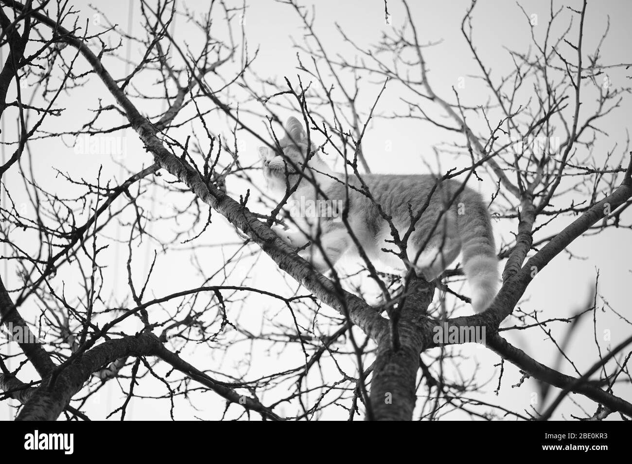 Cat on a tree. Beautiful fluffy kitten walks on dry bare branches Stock ...