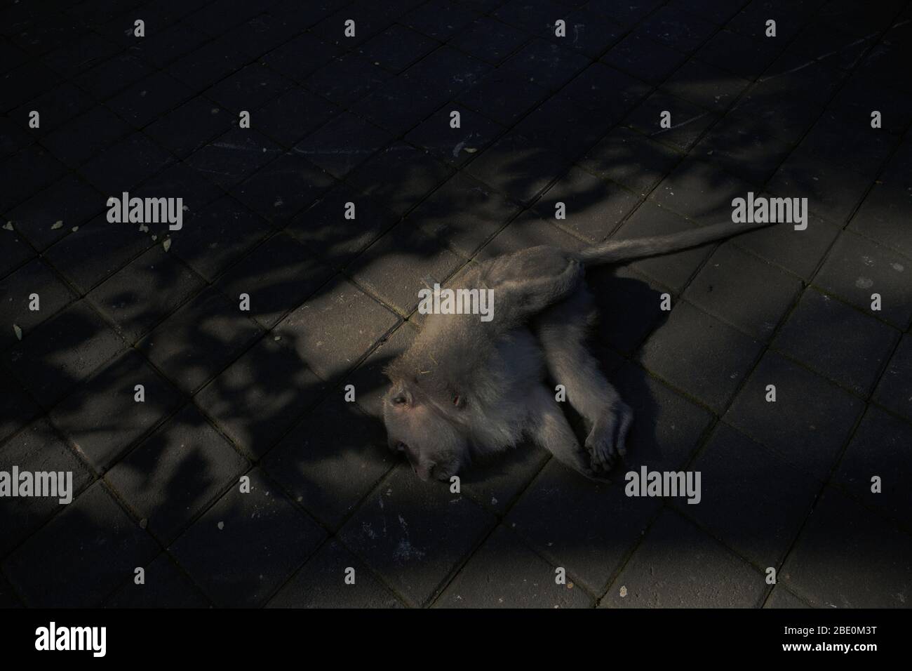 A monkey, with a small wound on its neck—probably injured—is lying on ...