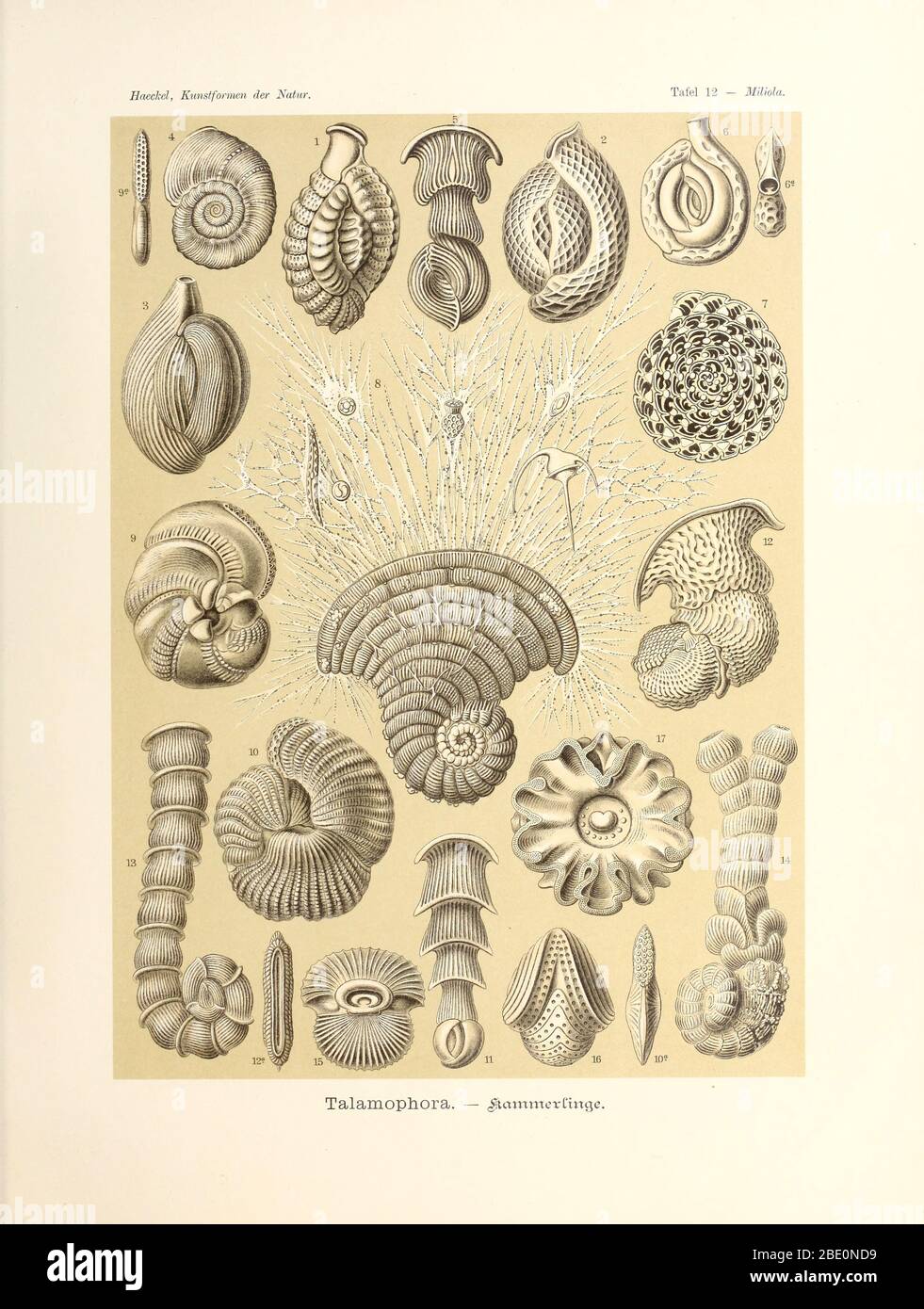 Thalamophora from Ernst Haeckel's Kunstformen der Natur, 1904 Stock ...