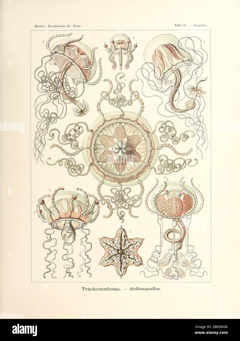 Trachomedusae by ernst haeckel hi-res stock photography and images - Alamy