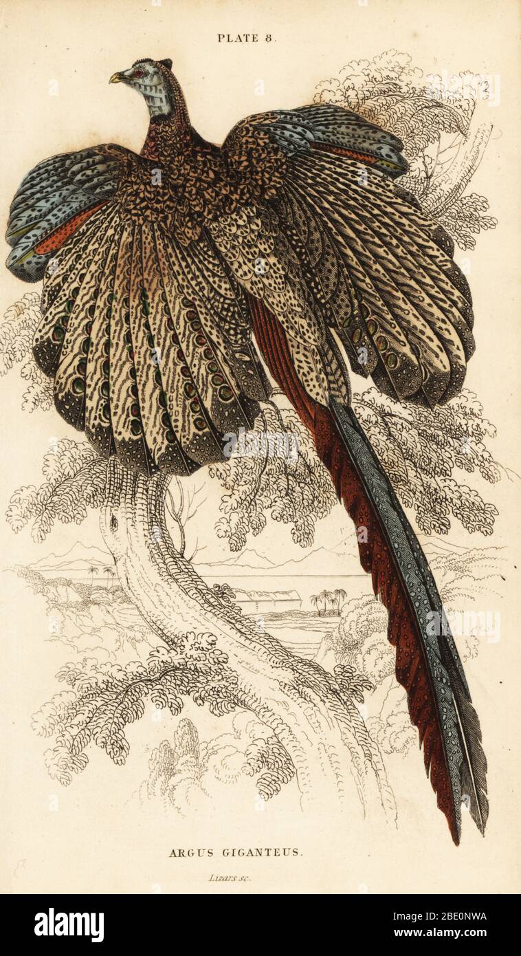 The great argus, Argusianus argus (Argus pheasant or gigantic argus ...