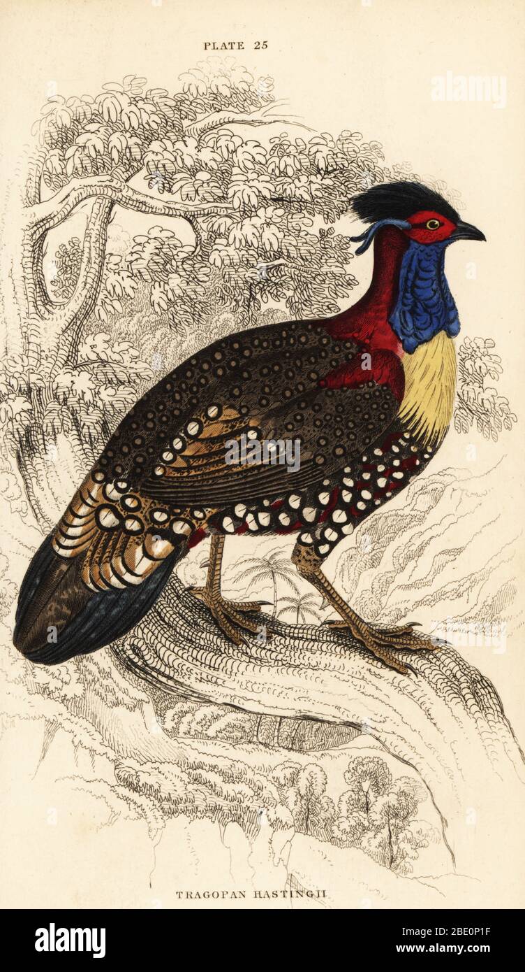 Western tragopan or western horned tragopan, male, Tragopan ...