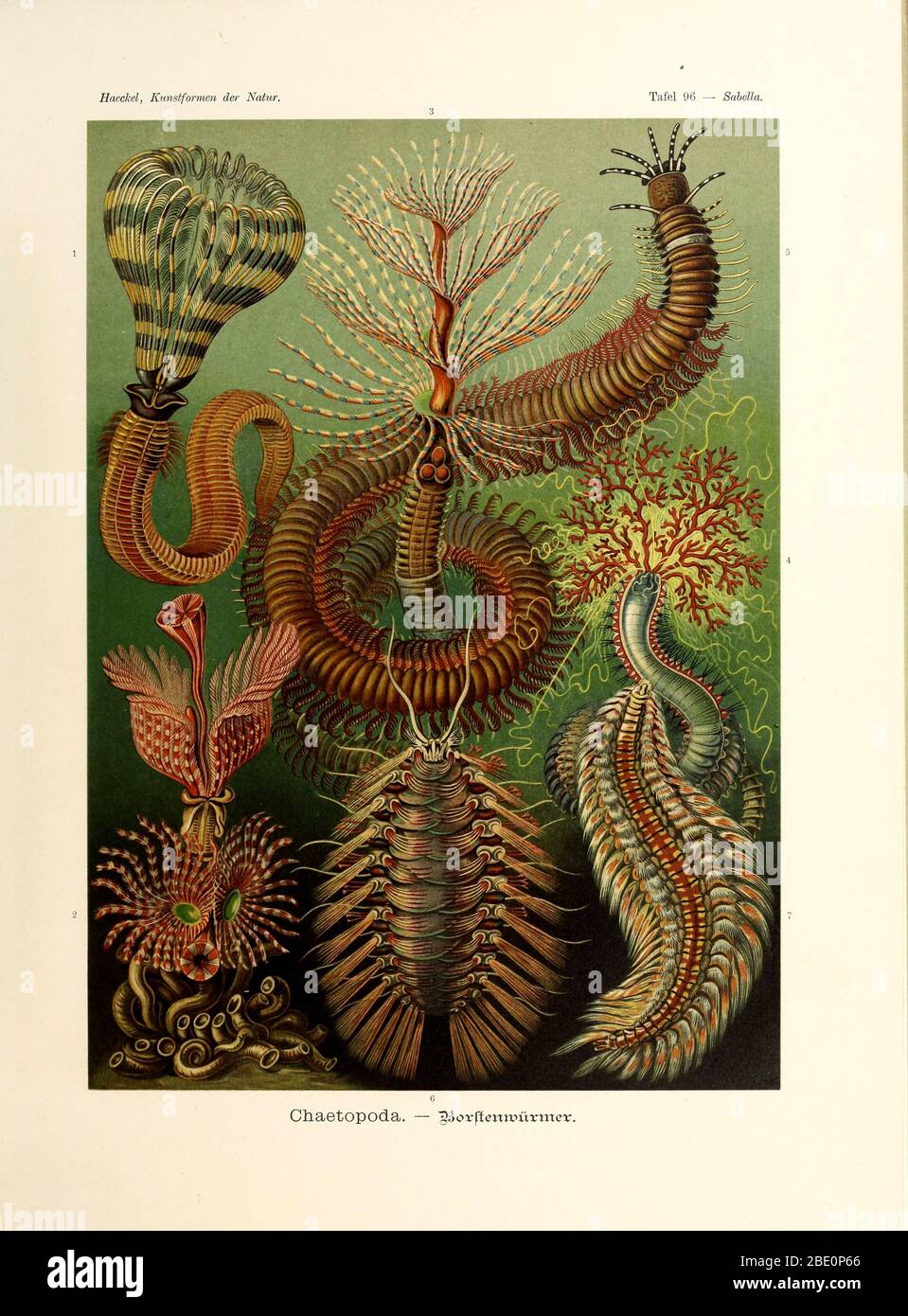 Annelid (Chaetopoda) from Ernst Haeckel's Kunstformen der Natur, 1904 ...