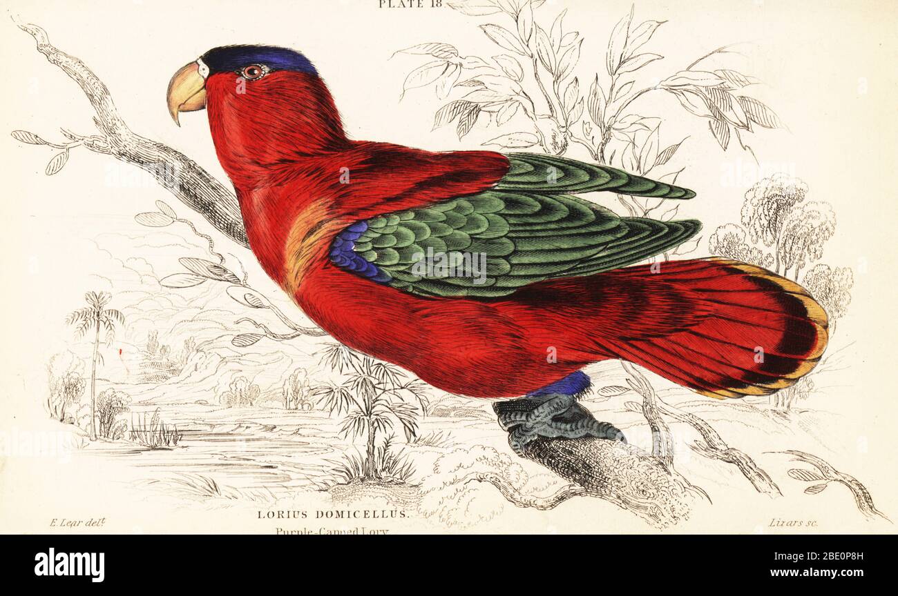 Purple-naped lory, Lorius domicella. Endangered. (Purple-capped lory ...