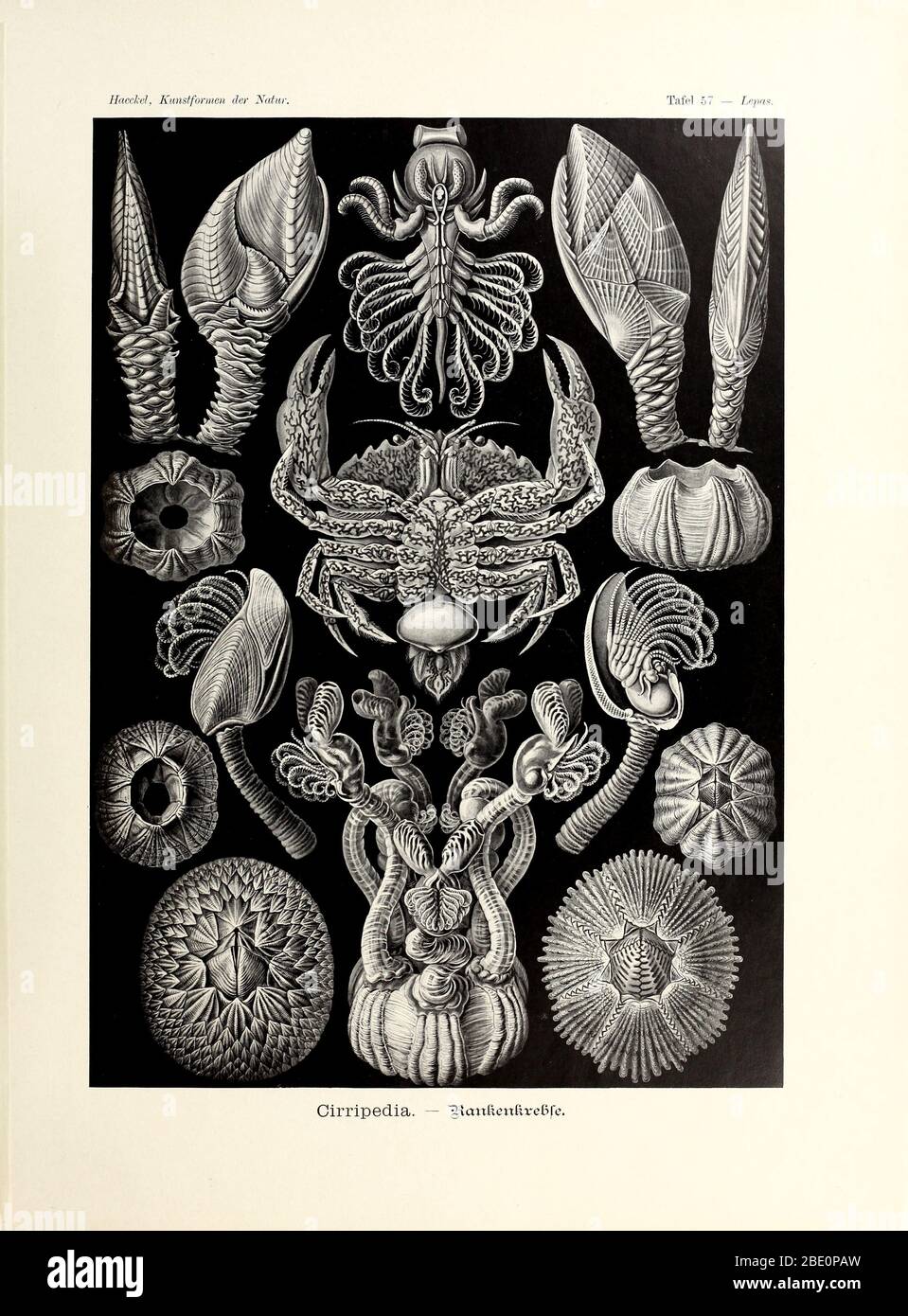 from Ernst Haeckel's Kunstformen der Natur, 1904 Stock Photo - Alamy