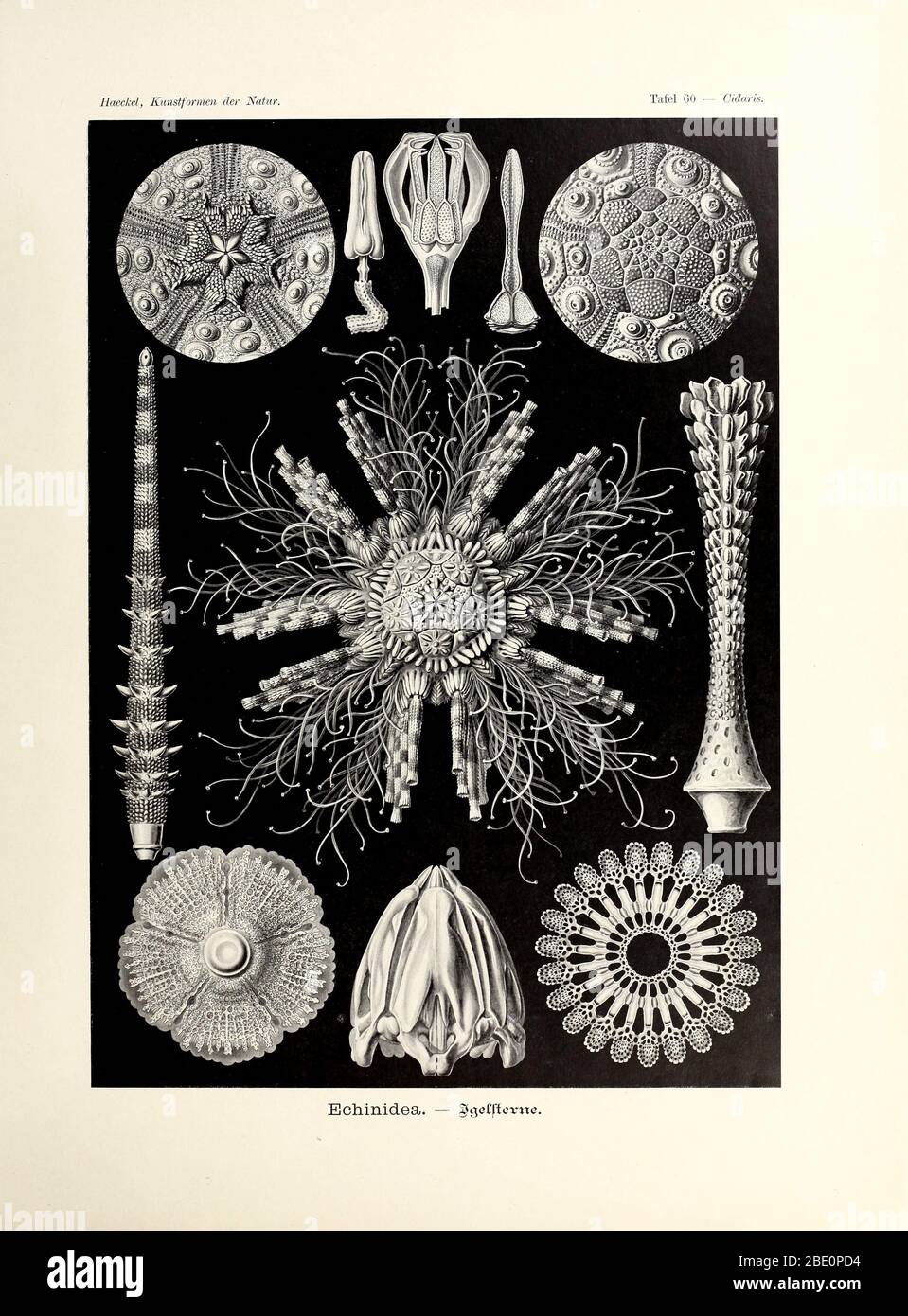 from Ernst Haeckel's Kunstformen der Natur, 1904 Stock Photo - Alamy