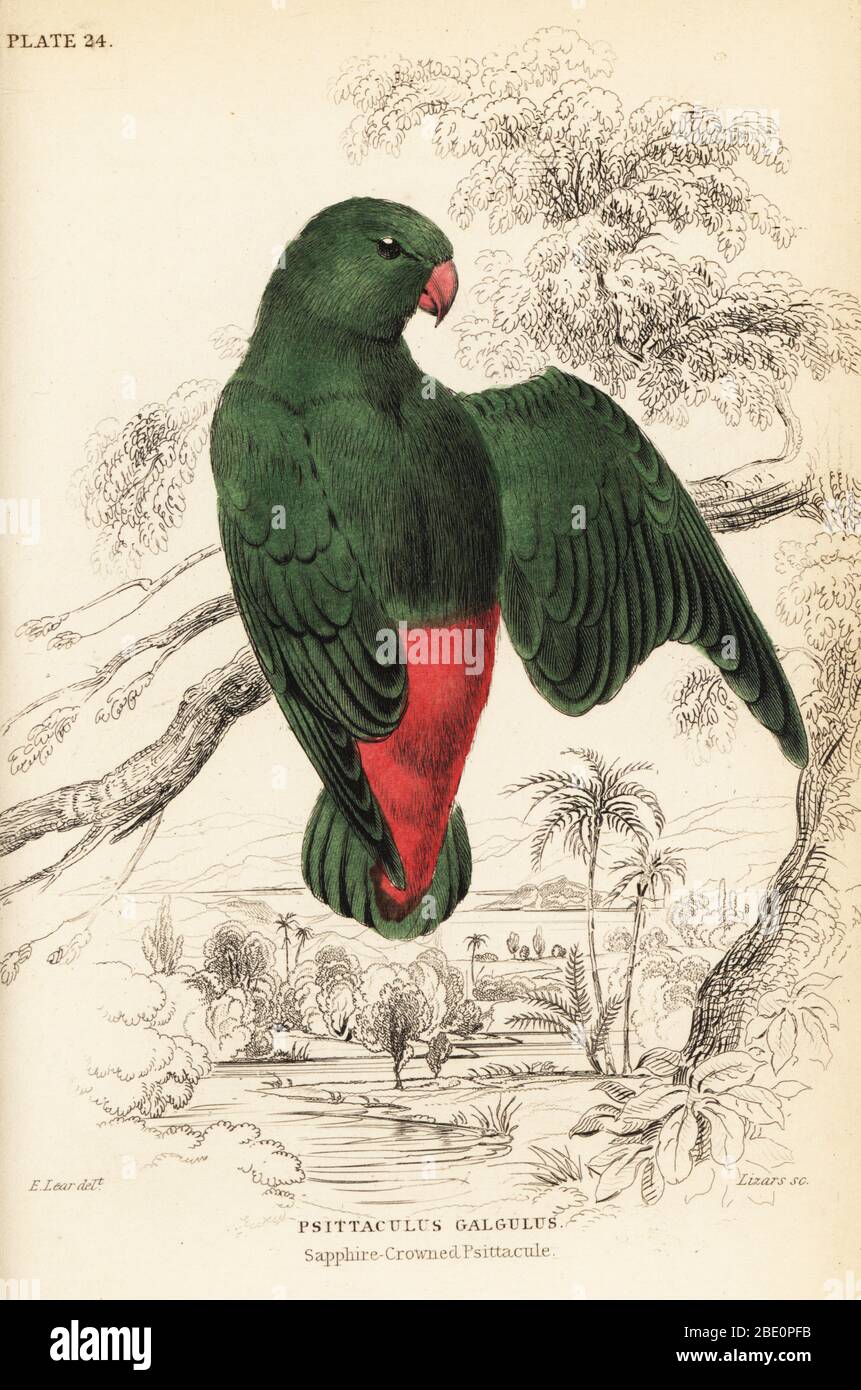 Blue-crowned hanging-parrot, Loriculus galgulus. Sapphire-crowned ...