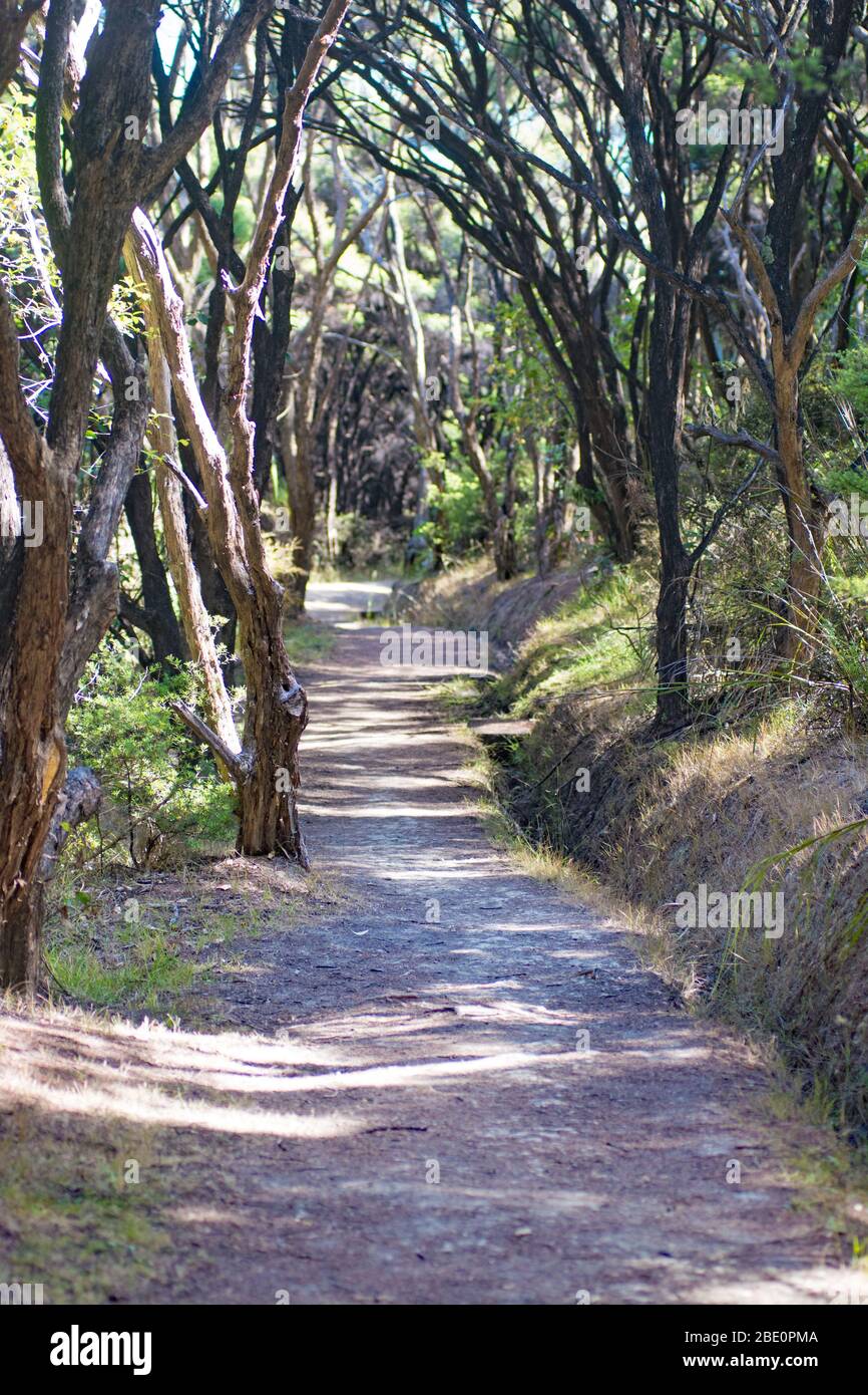 Moturua Island bush walk Bay of Islands New Zealand Stock Photo - Alamy