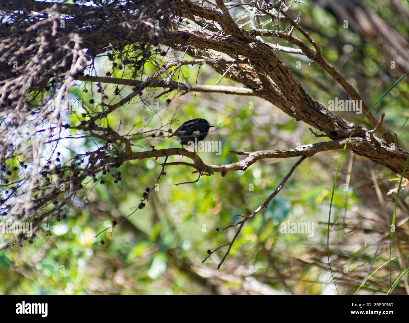 Moturua island hi-res stock photography and images - Alamy