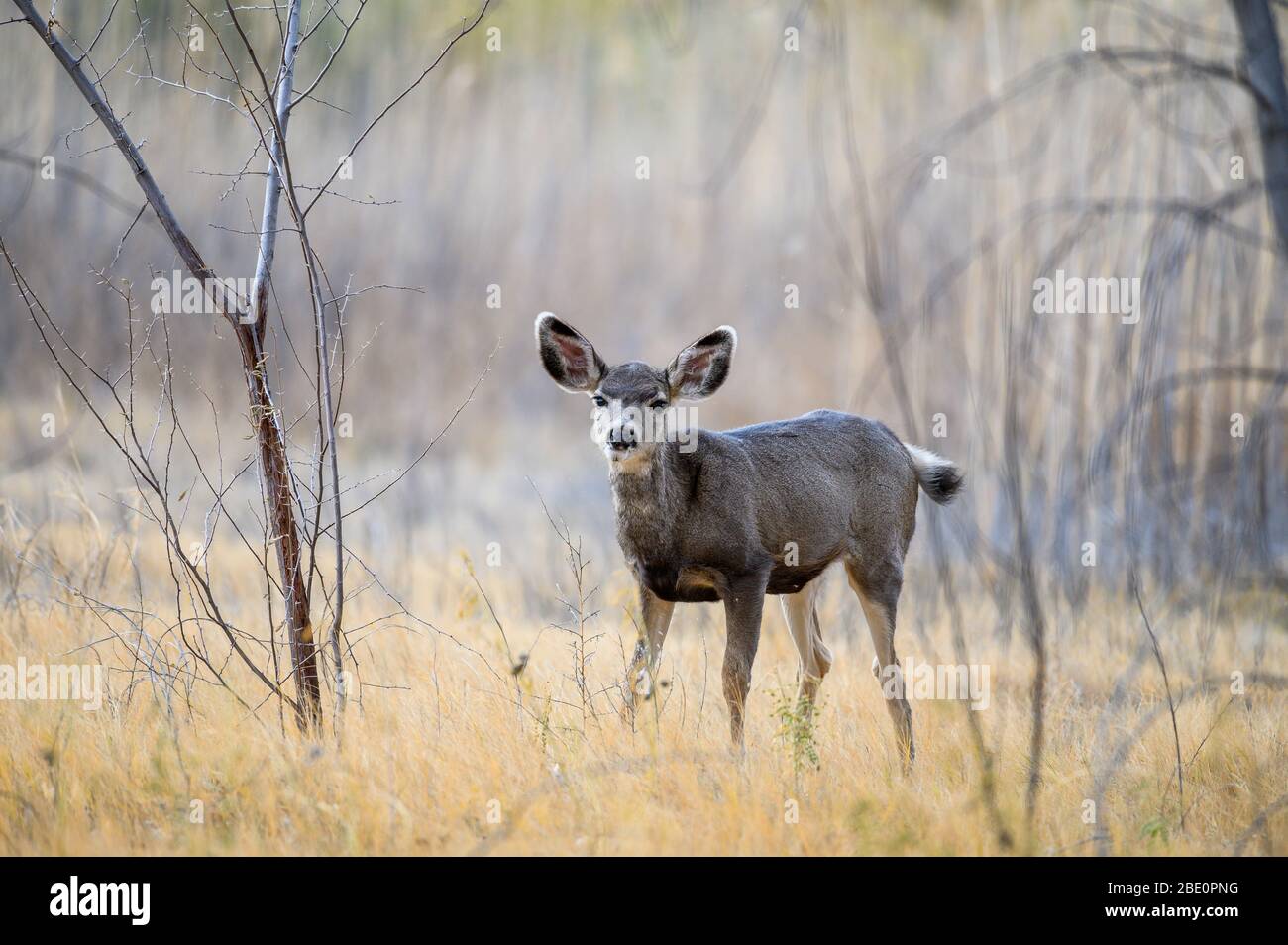 Rocky Mountain Mule Deer, (Odocoileus hemionus hemionus), Boque del ...