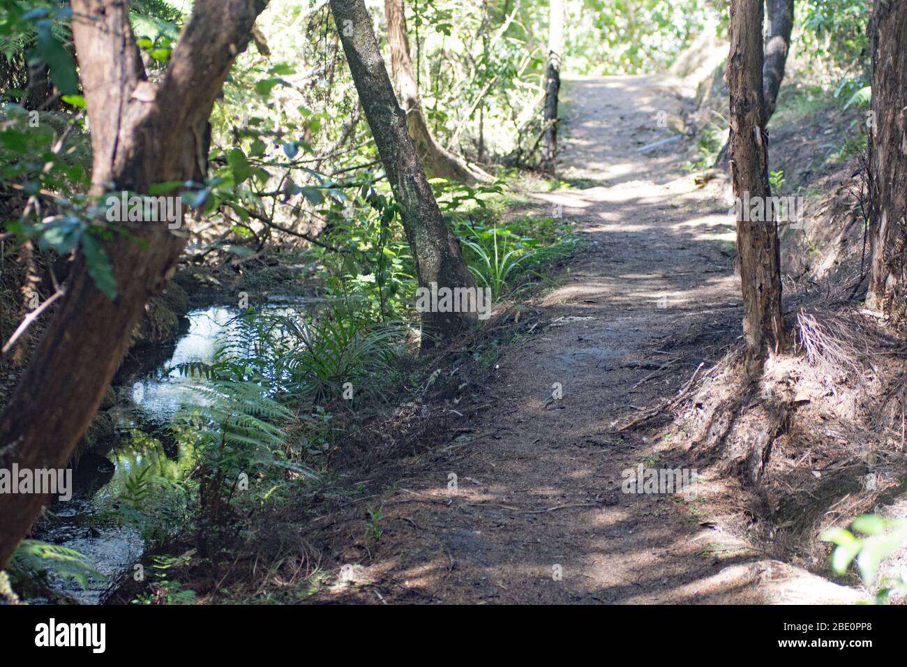 Moturua Island bush walk Bay of Islands New Zealand Stock Photo - Alamy