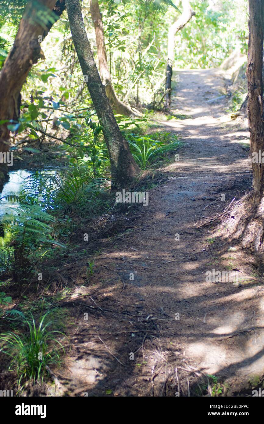 Moturua Island bush walk Bay of Islands New Zealand Stock Photo - Alamy