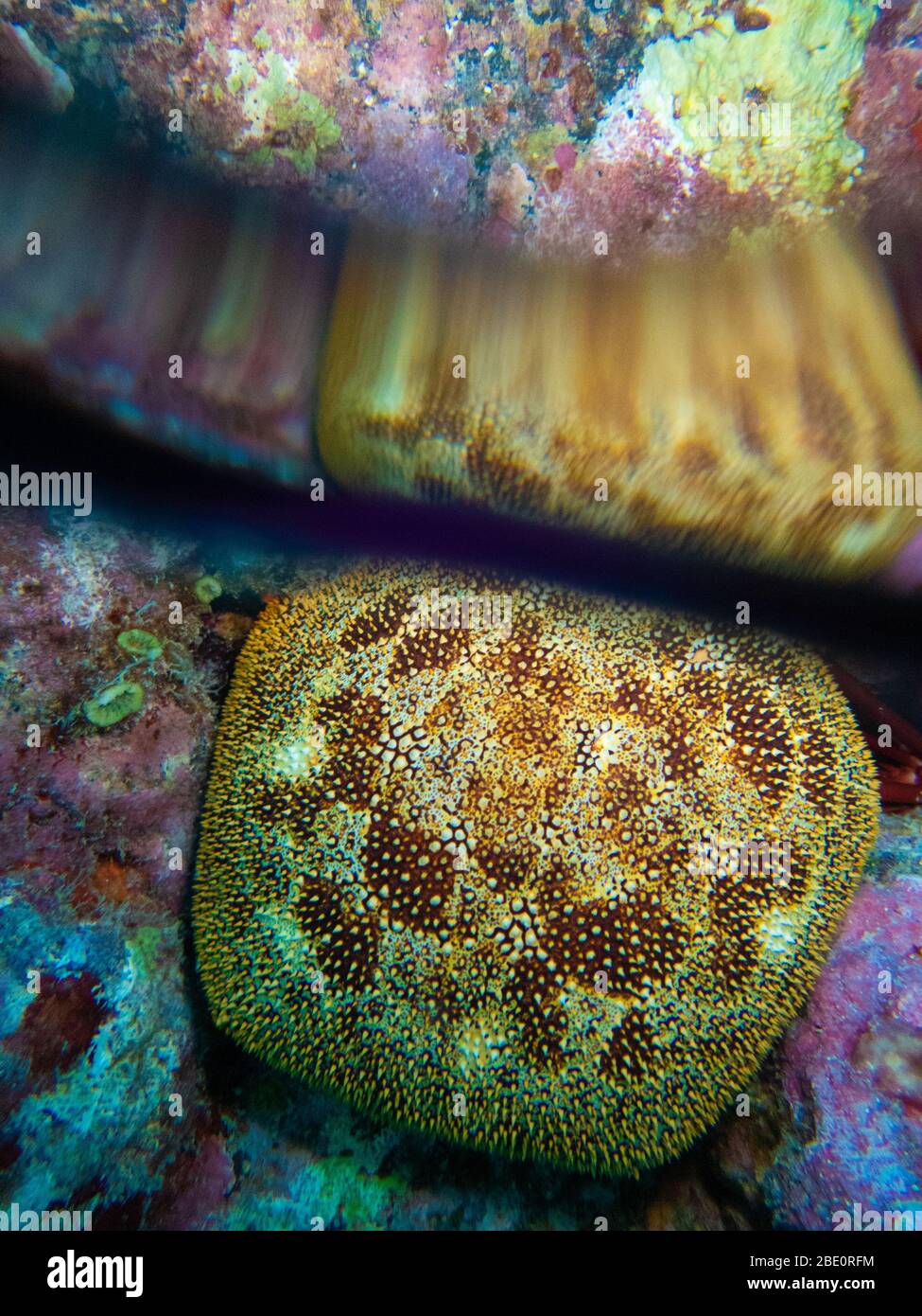 Cushion Star reflection, Big Island Hawaii Stock Photo - Alamy