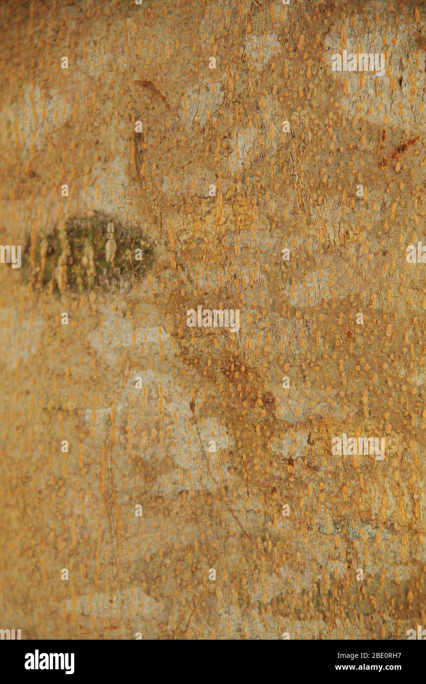 a close up of tree skin texture Stock Photo - Alamy