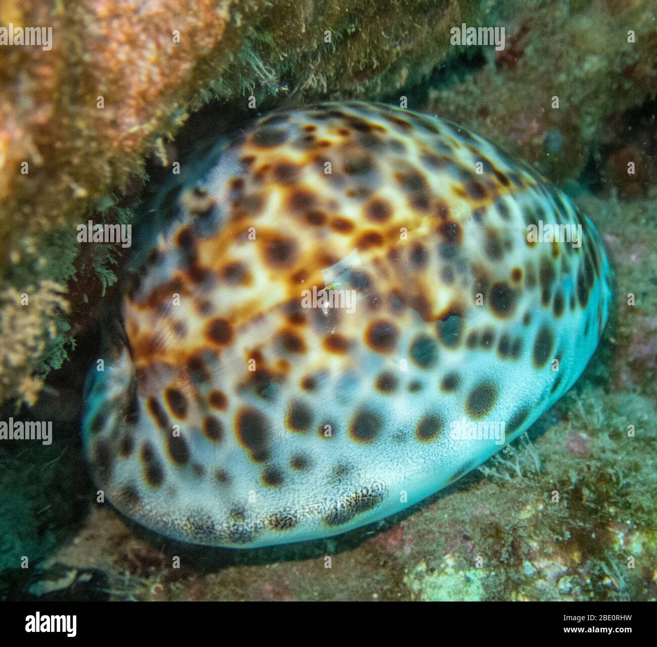 Endemic Hawaiian Tiger Cowry. Big Island Hawaii Stock Photo - Alamy