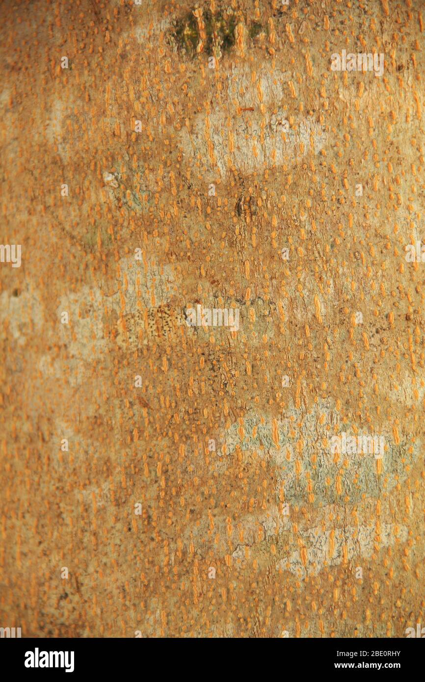 a close up of tree skin texture Stock Photo - Alamy