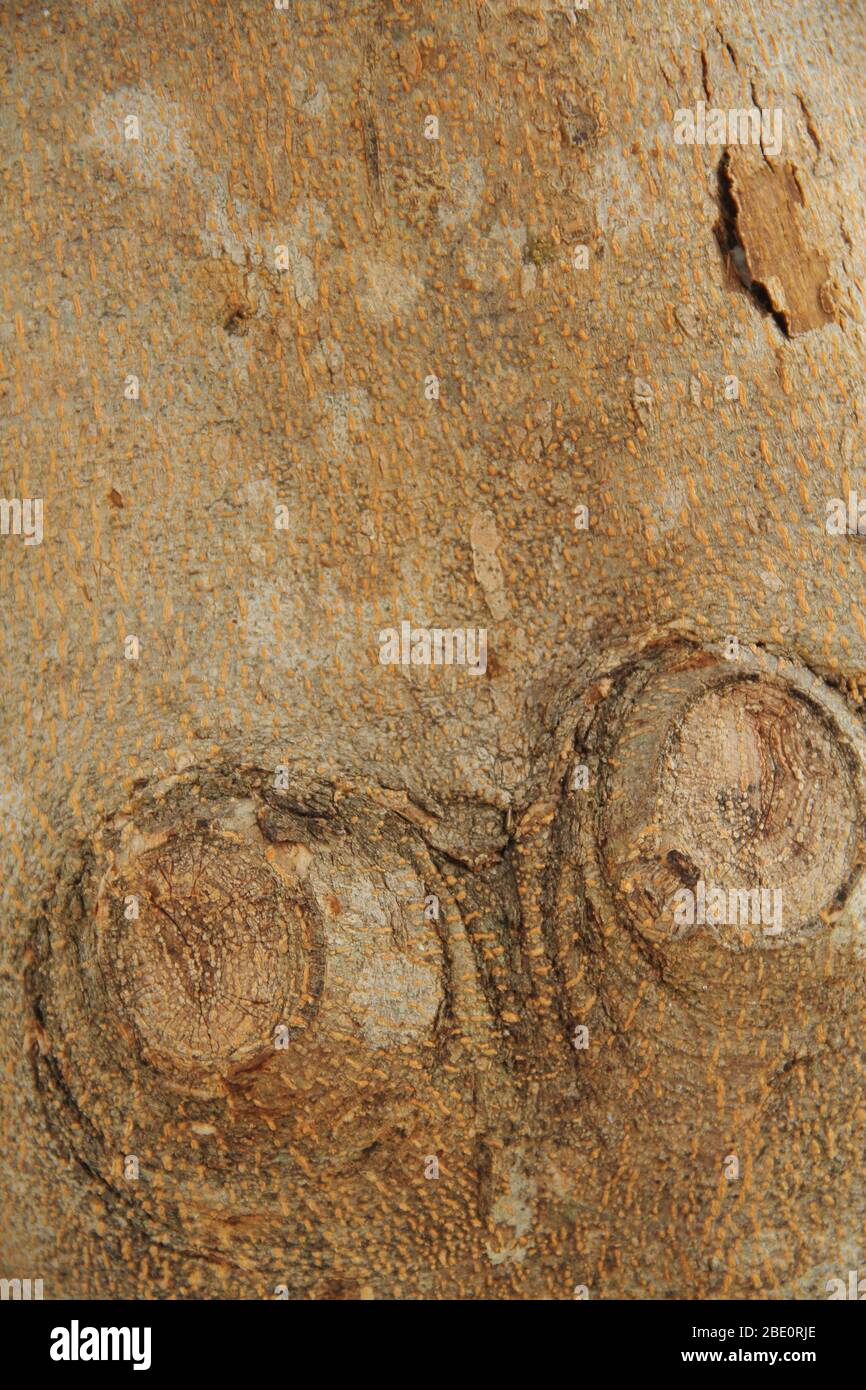 a close up of tree skin texture Stock Photo - Alamy