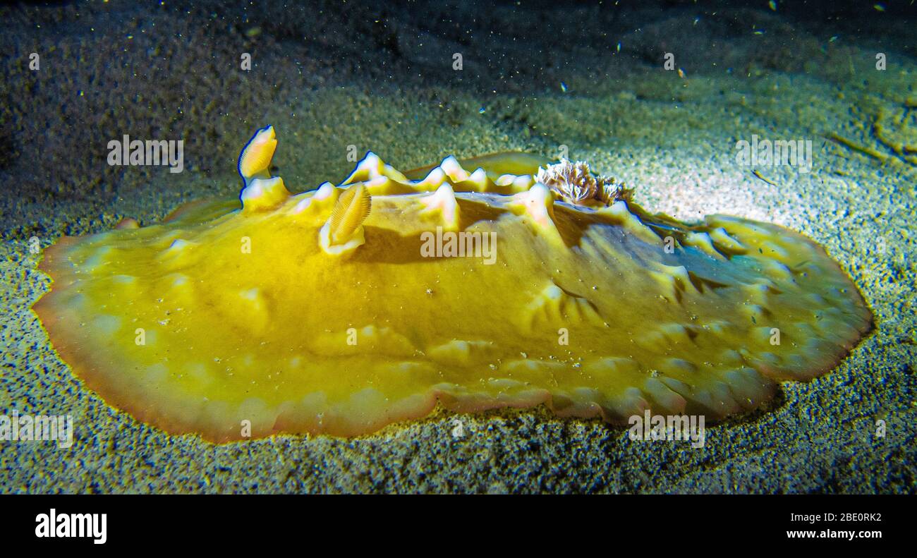 Big nudibranch hi-res stock photography and images - Alamy