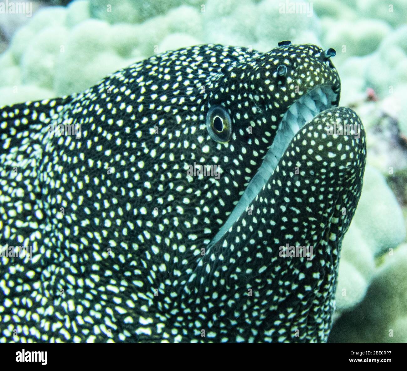 Whitemouth Moray eel. Big Island Hawaii Stock Photo - Alamy