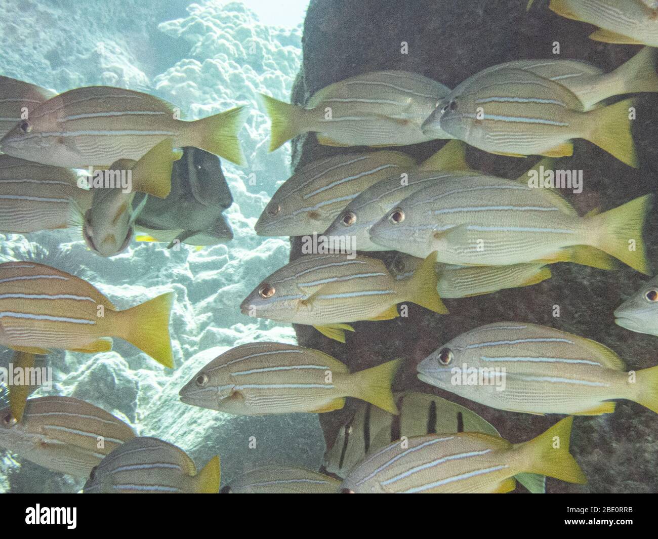 Kona hawaii fishing hi-res stock photography and images - Alamy