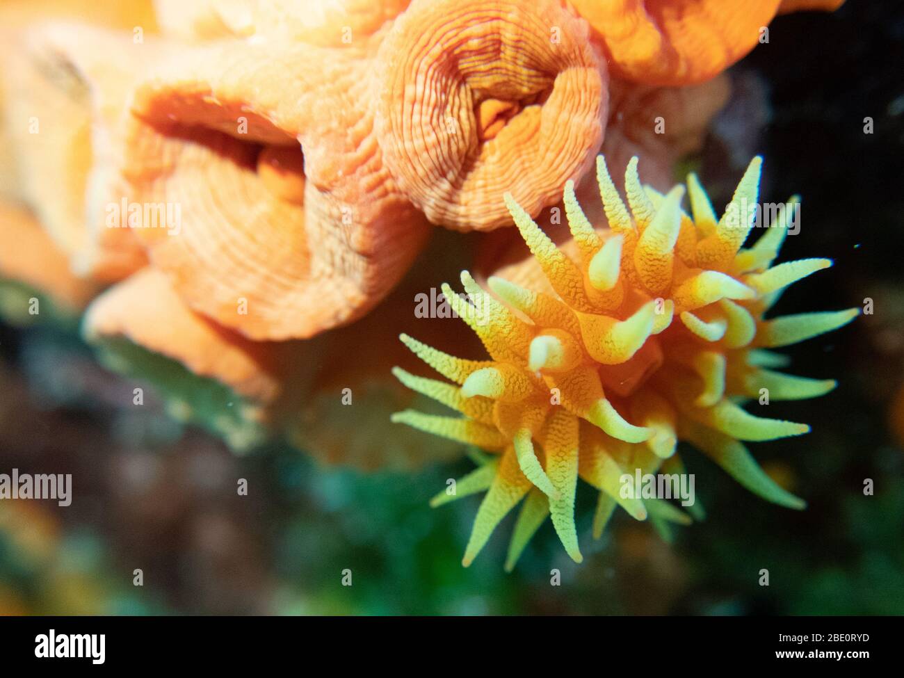 Orange cup coral feeding at the turtle cleaning station. Puako dive ...