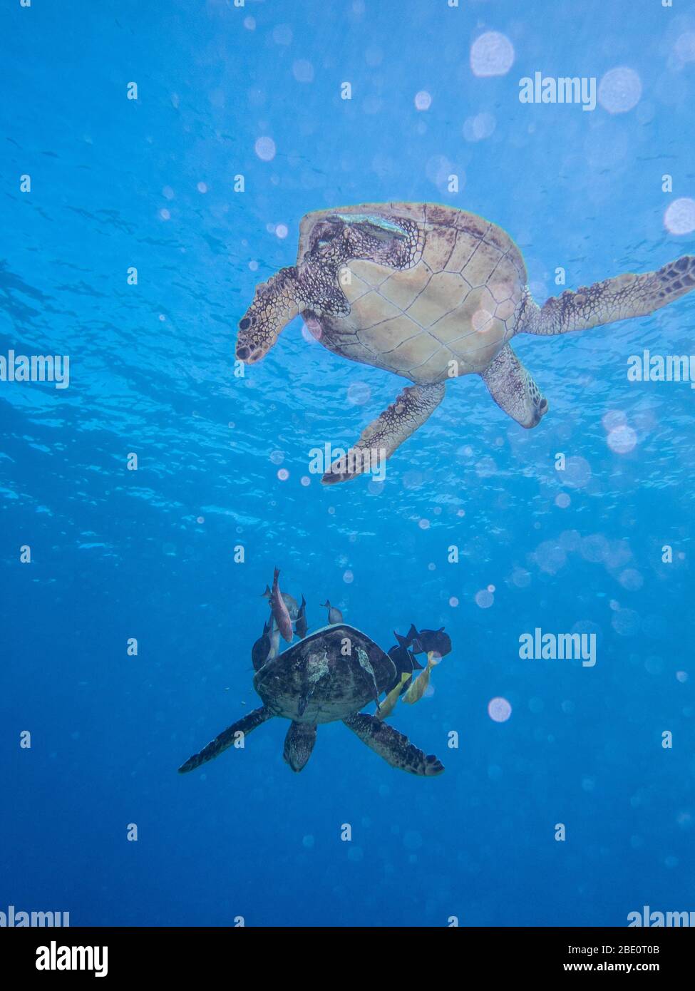 Kona hawaii sea turtles hi-res stock photography and images - Alamy