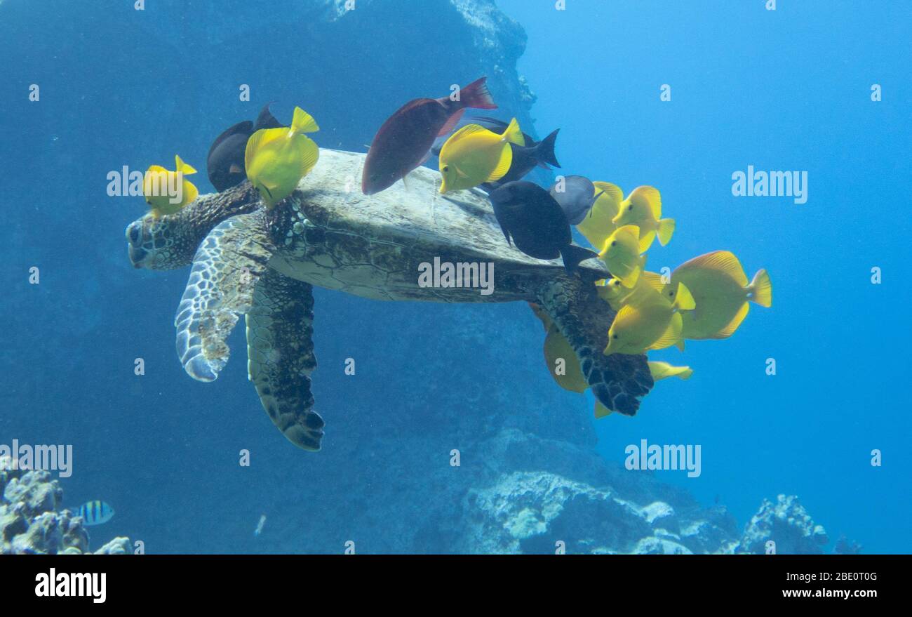 Scuba diver coral reef station hi-res stock photography and images - Alamy