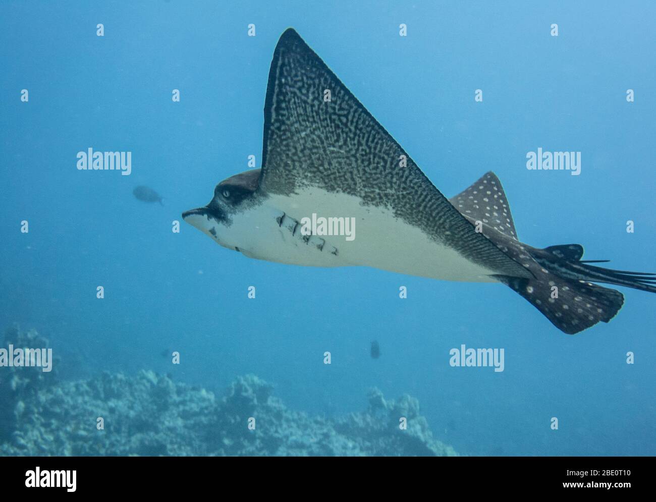 Eagle ray spots hi-res stock photography and images - Alamy