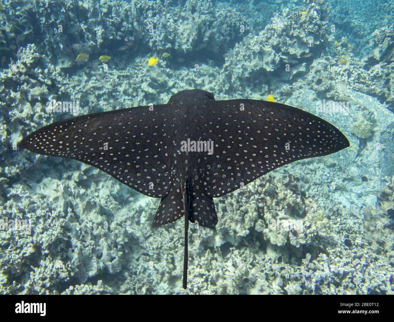 Scuba hawaii hi-res stock photography and images - Alamy