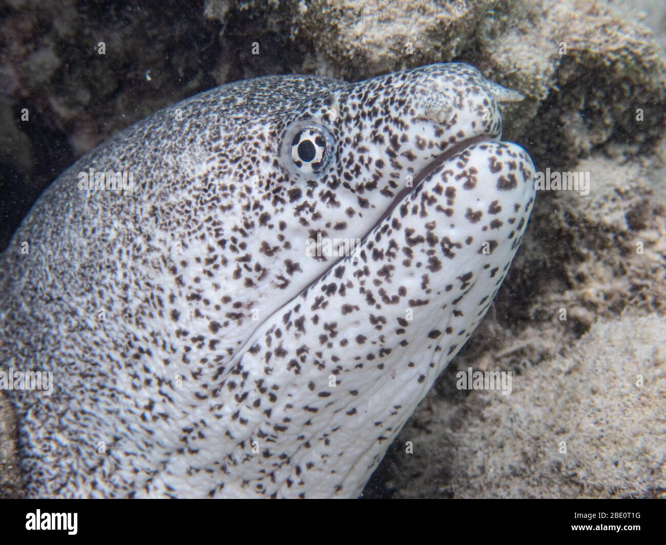 Peppered Moray eel at Mauna Lai dive site, Big Island Hawaii Stock ...