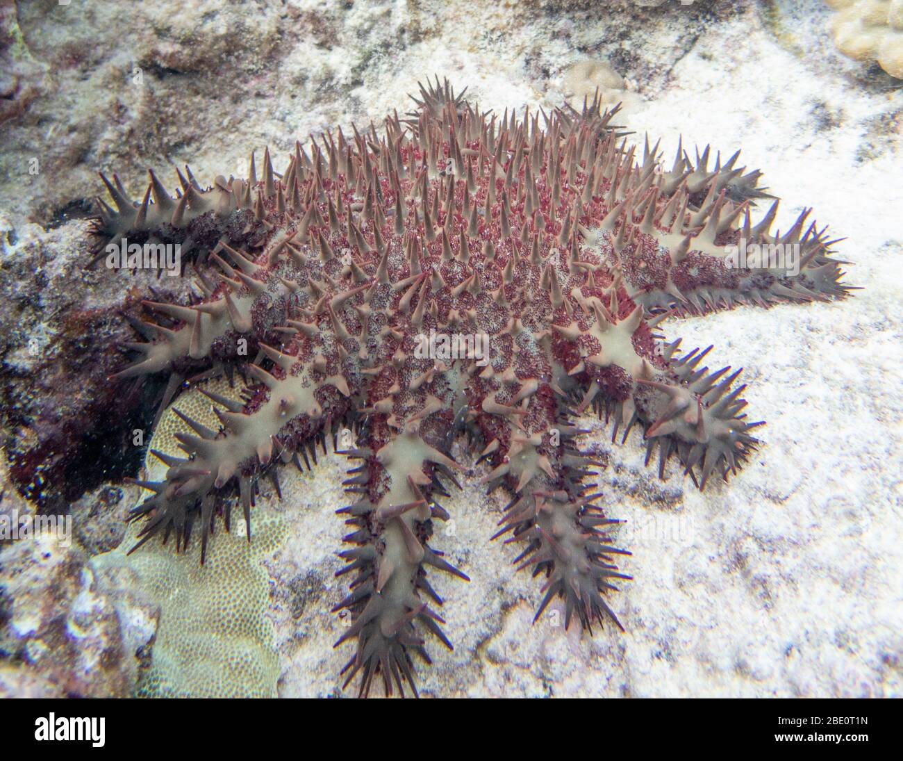 Crown of Thorns starfish on the Reef at Puako Hawaii Stock Photo - Alamy