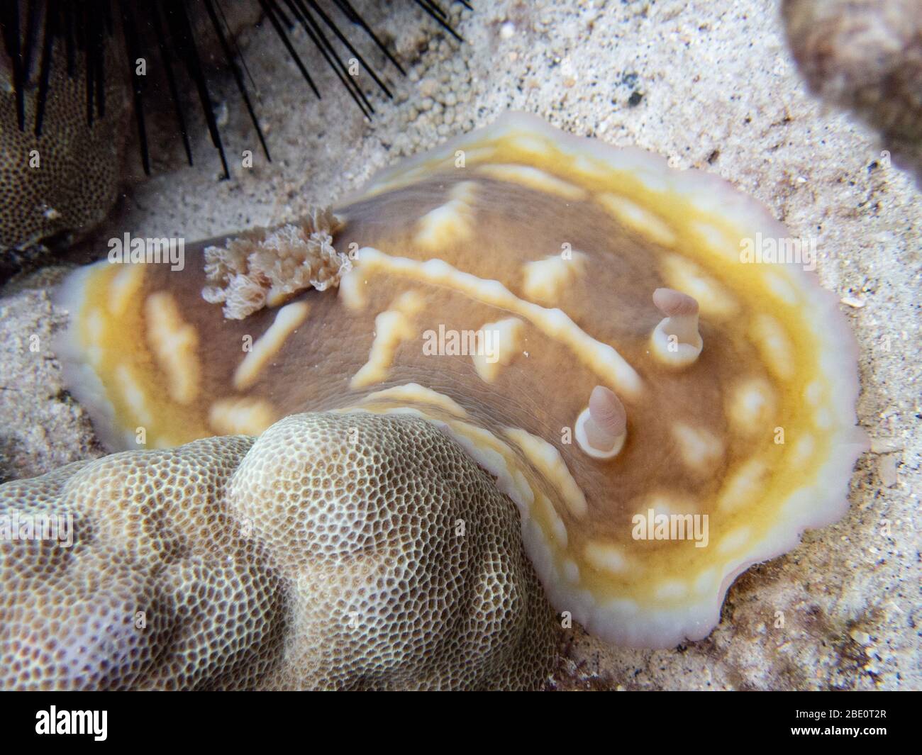 Big nudibranch hi-res stock photography and images - Alamy