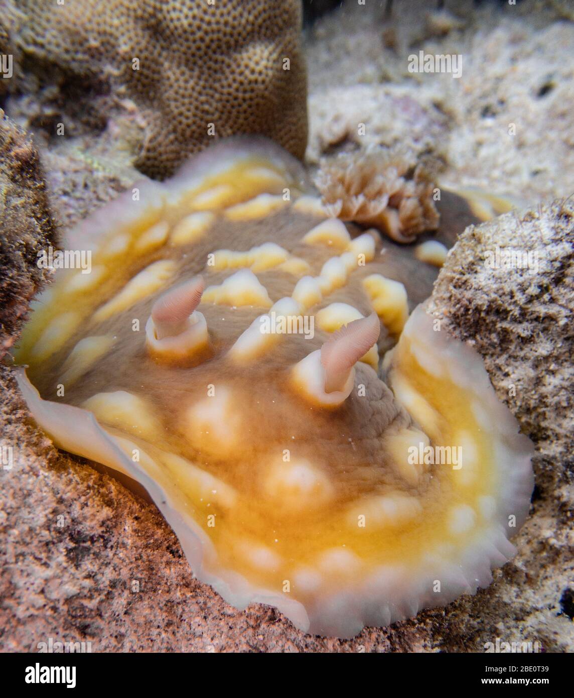 Clumpy Nudibranch, Puako Hawaii Stock Photo - Alamy