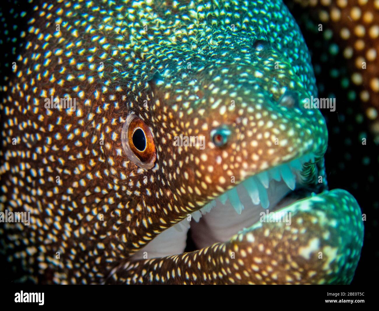 Big yellow teeth hi-res stock photography and images - Alamy