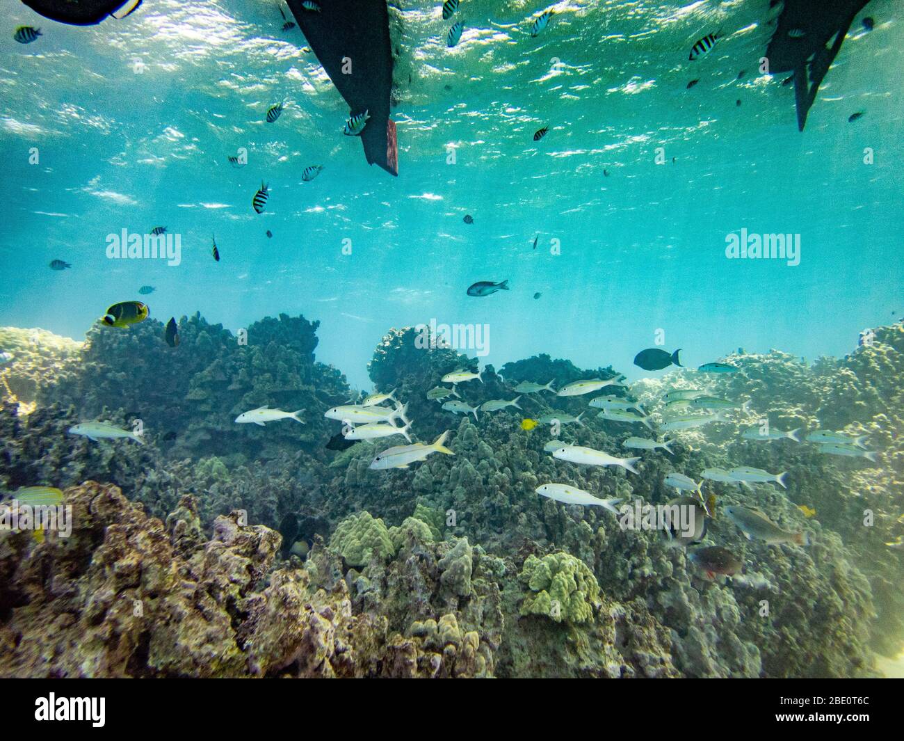 Fish in reef hawaii hi-res stock photography and images - Alamy