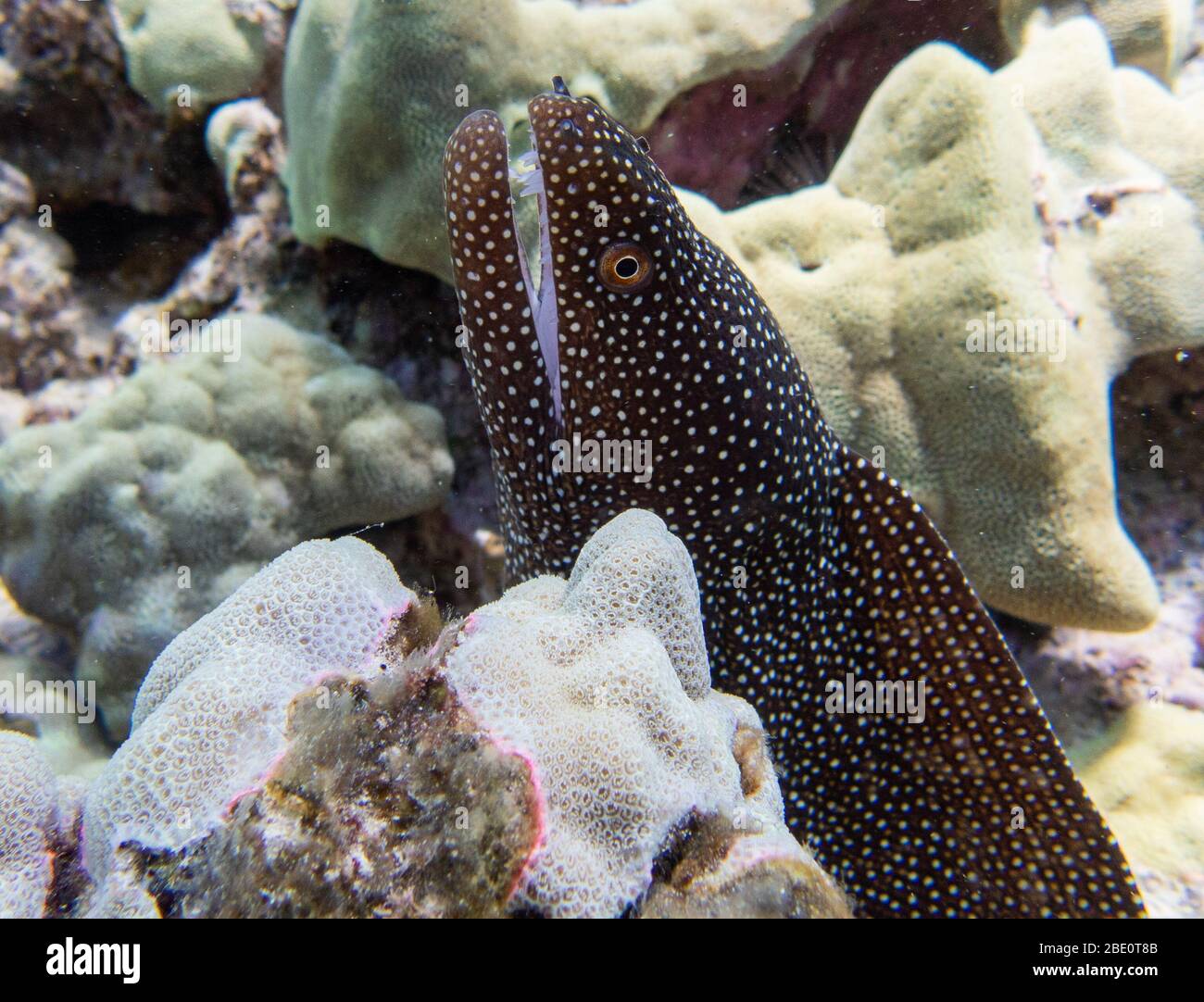 Puhi hi-res stock photography and images - Alamy