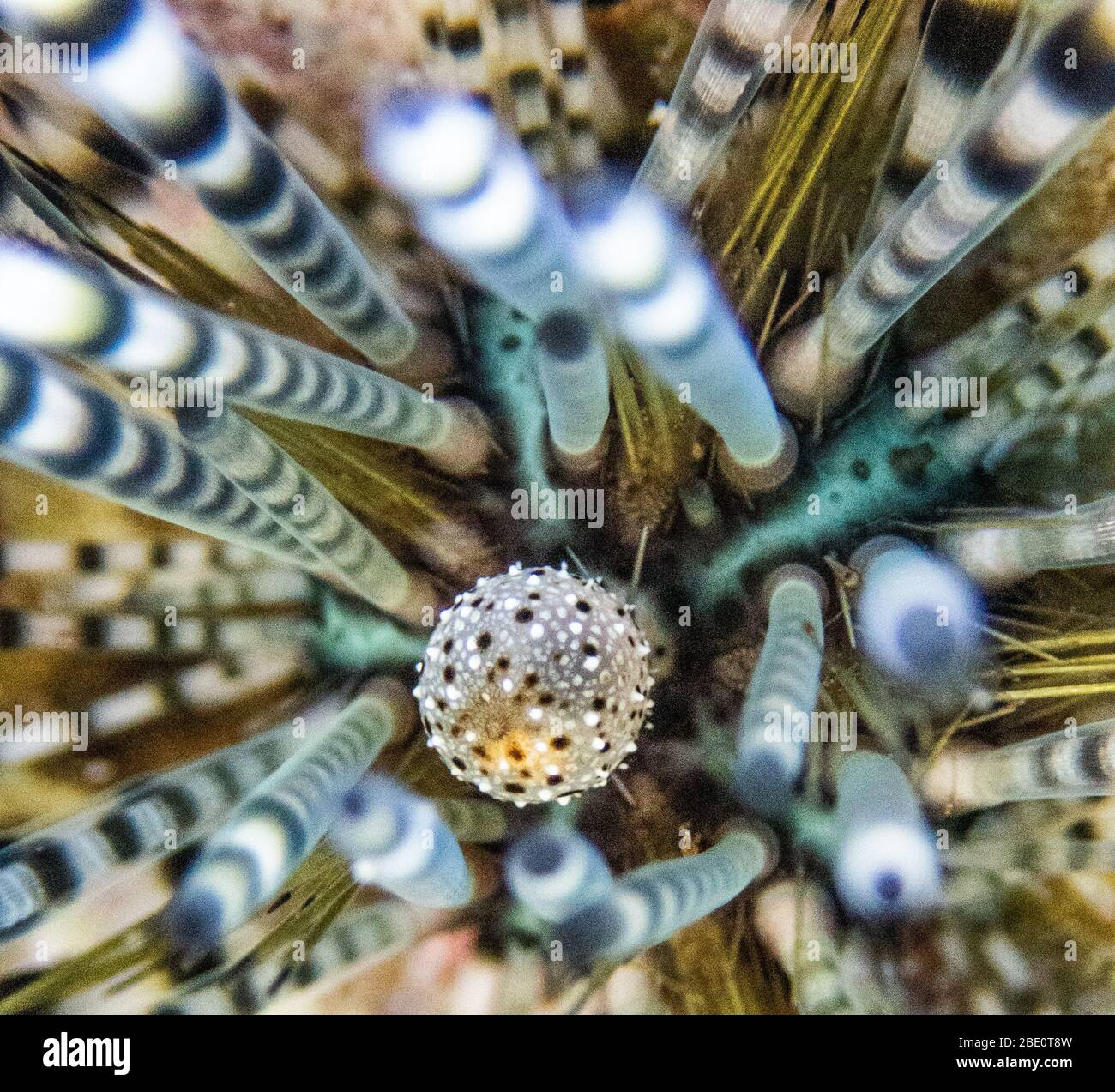 Banded Urchin close up, Puako dive site. Big Island Hawaii Stock Photo ...