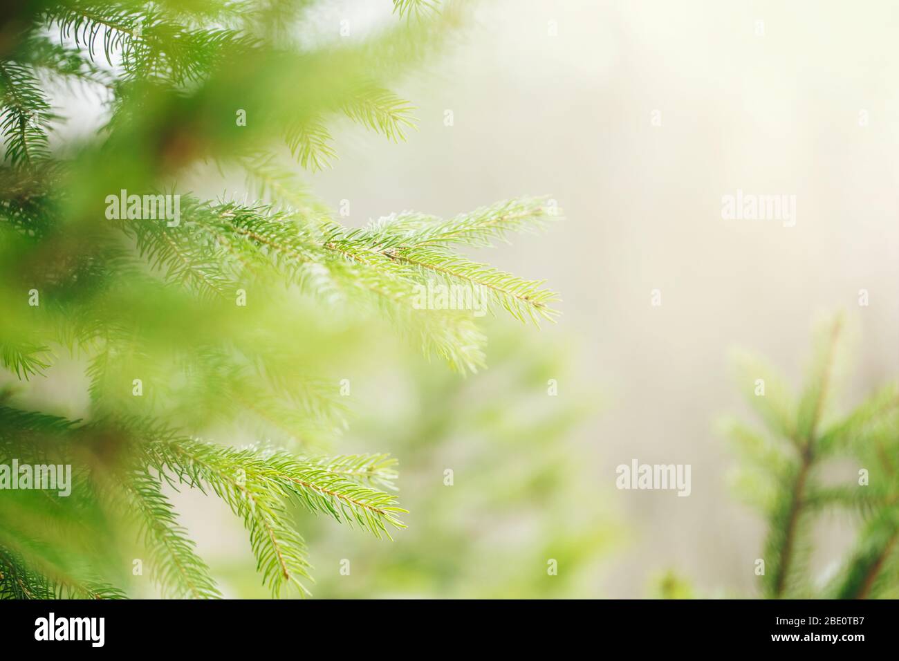 Beautiful natural spring tree background. Light green pine tree ...