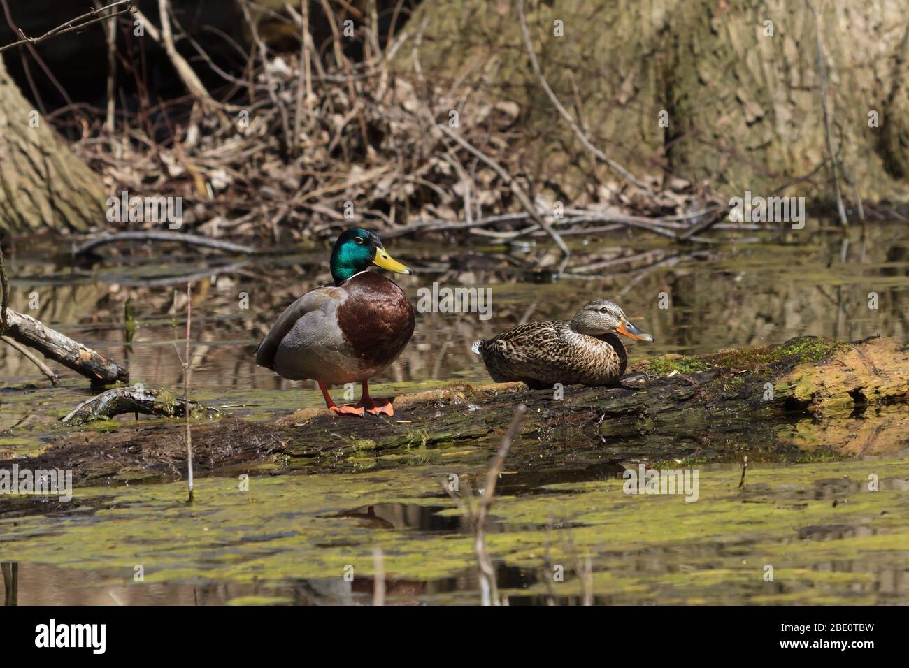 Waterfowl in forest hi-res stock photography and images - Alamy
