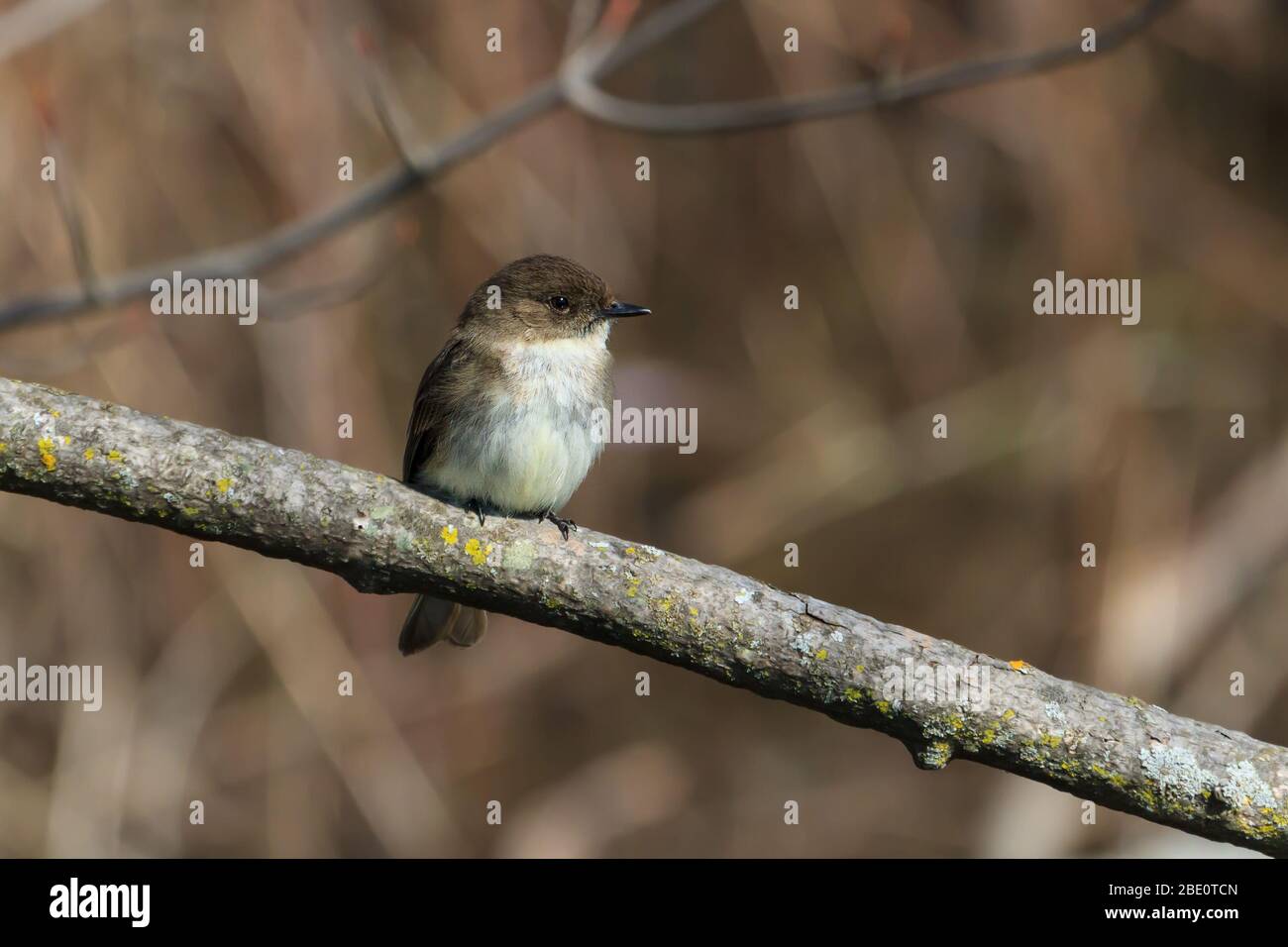 Eastern phoebe perched in a small tree Stock Photo - Alamy