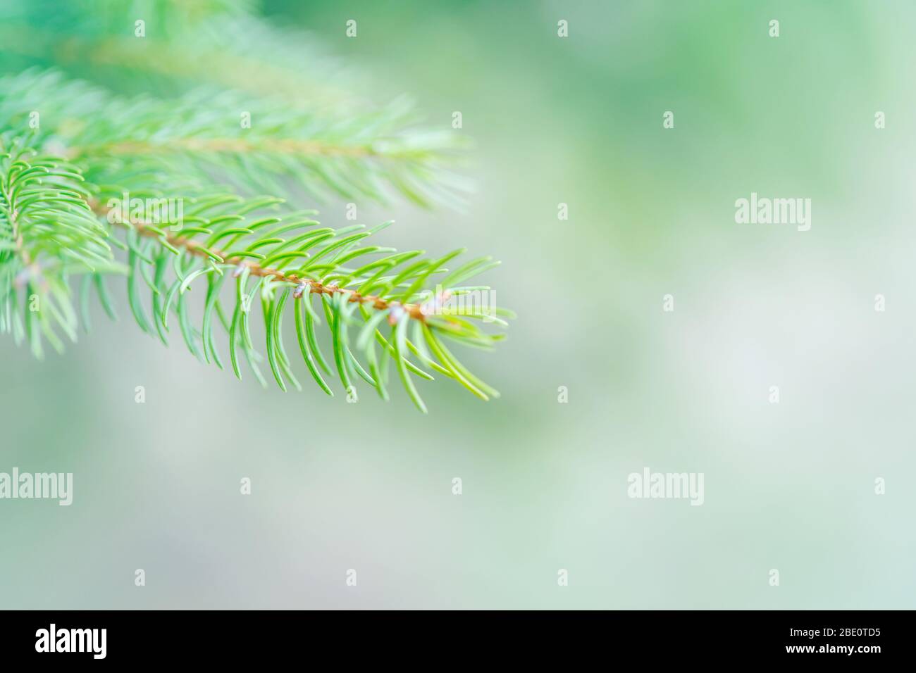 Beautiful natural spring tree background. Light teal green pine tree ...