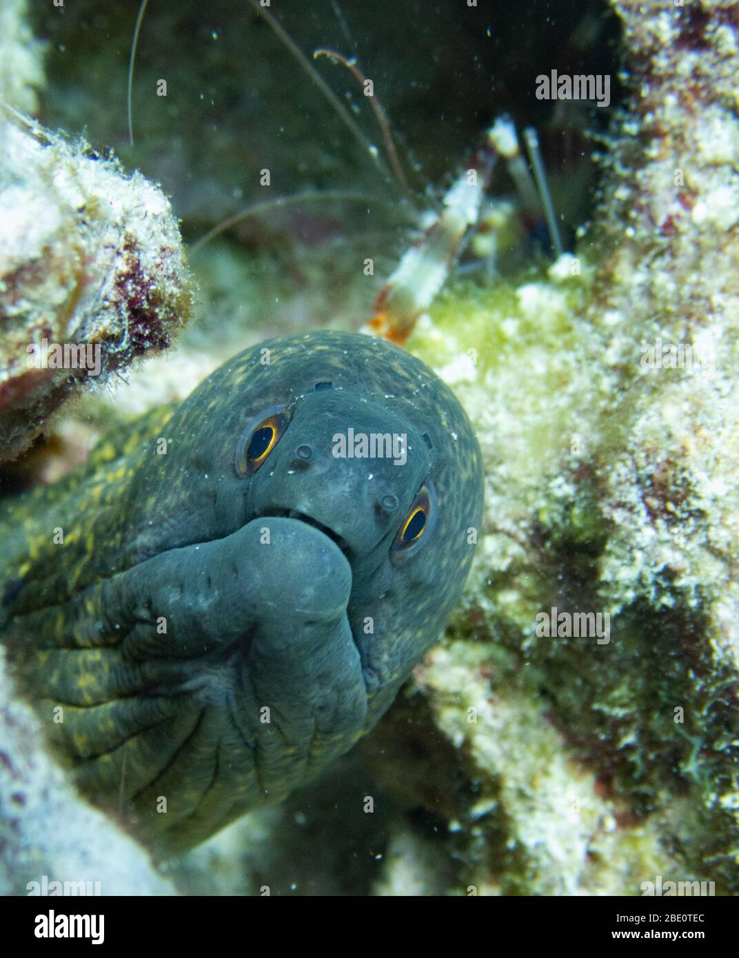 Puako reef hi-res stock photography and images - Alamy