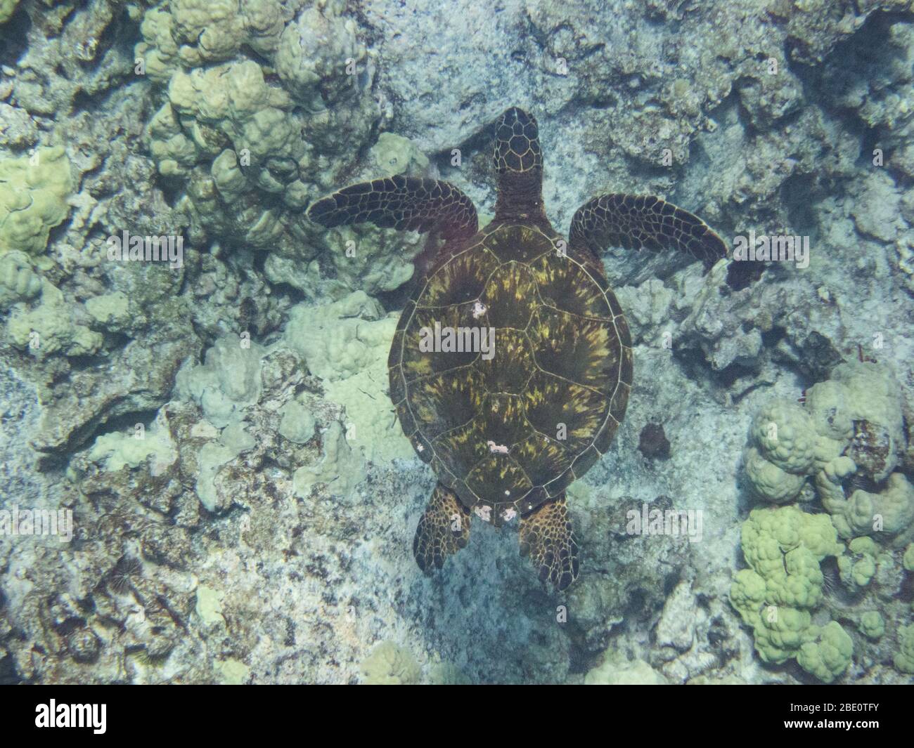 Looking down at Green Sear Turtle. Kohala, Hawaii Stock Photo - Alamy