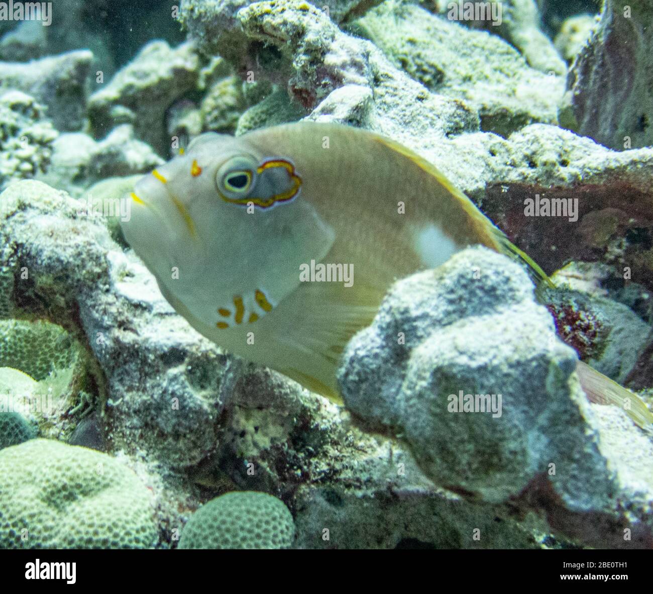 Coral hawkfish hi-res stock photography and images - Alamy