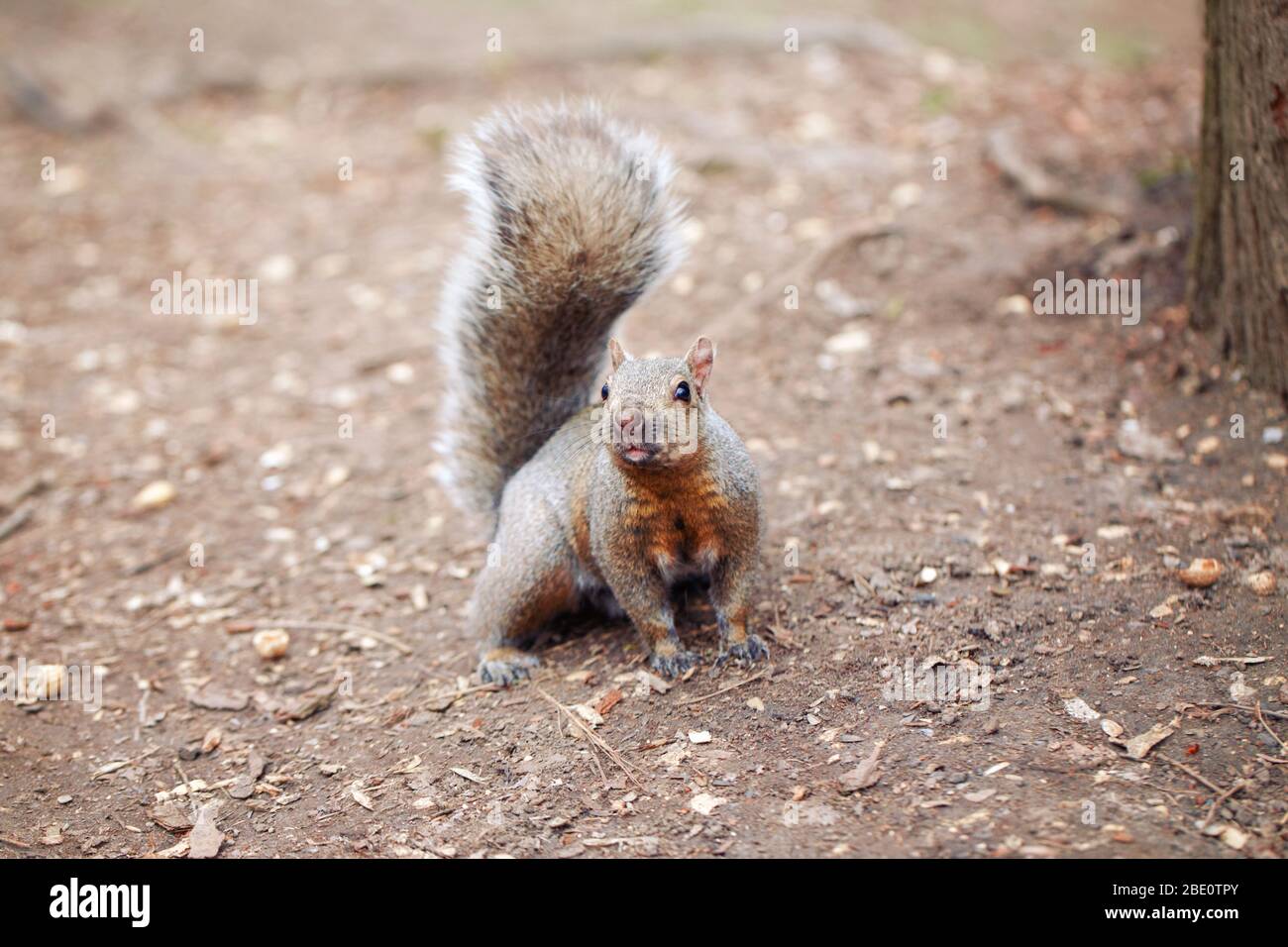 Fattest Squirrel In The World