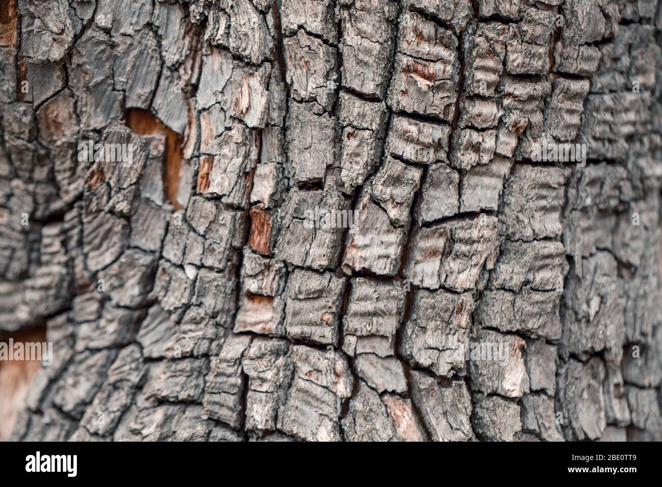 Natural wooden texture background. Closeup macro of old aged tree bark ...