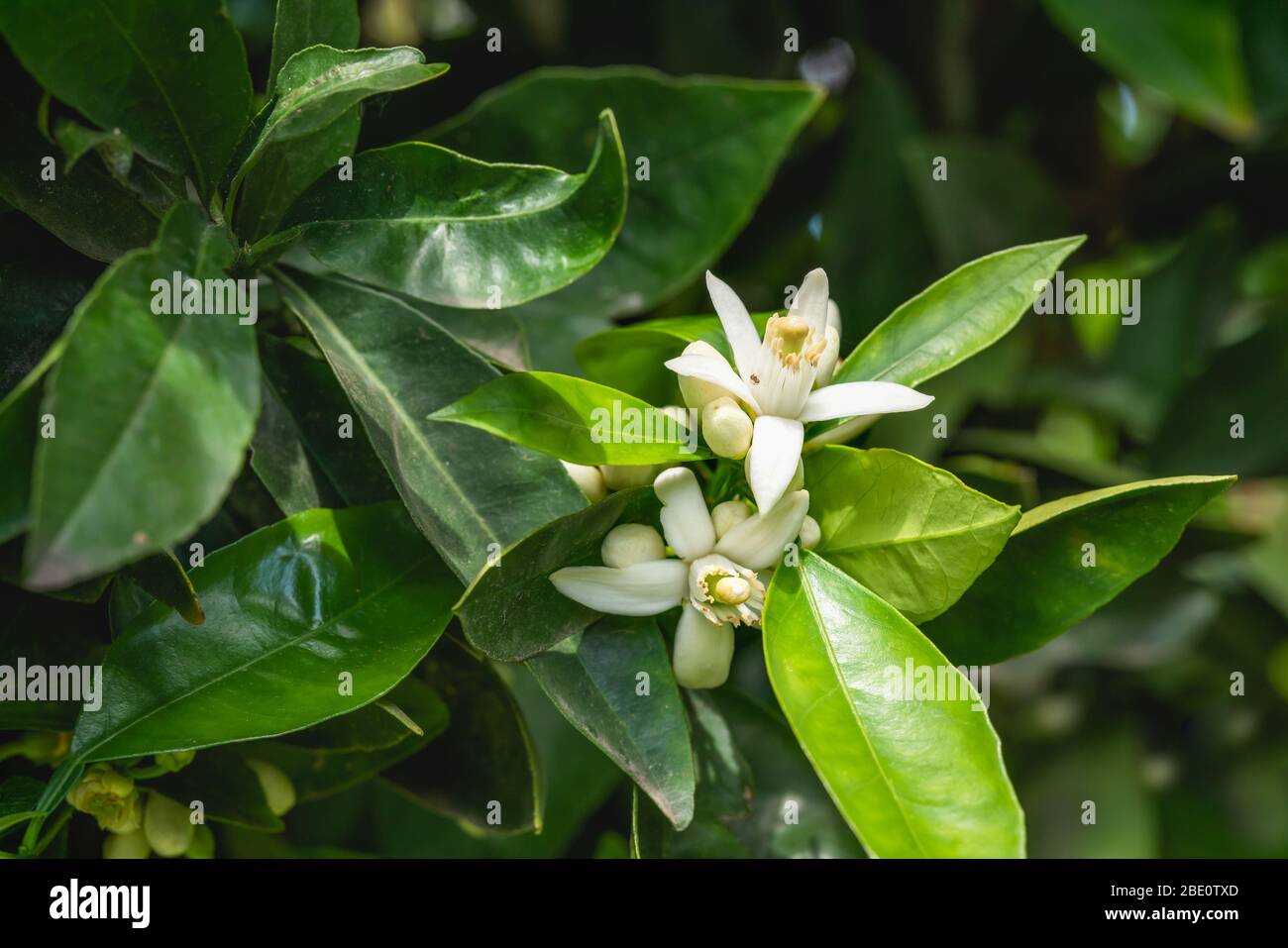 Orange tree in bloom. Close up of beautiful flowers on an orange tree ...